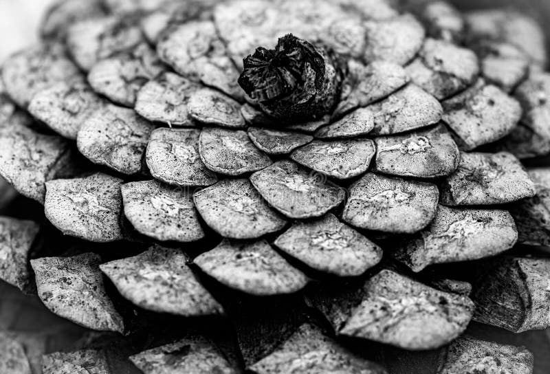 Pine cone macro in bw stock photo. Image of colors, spirals - 348850696