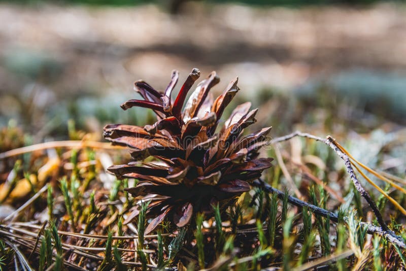 Pine cone on moss stock photo. Image of autumn, soil - 254404392