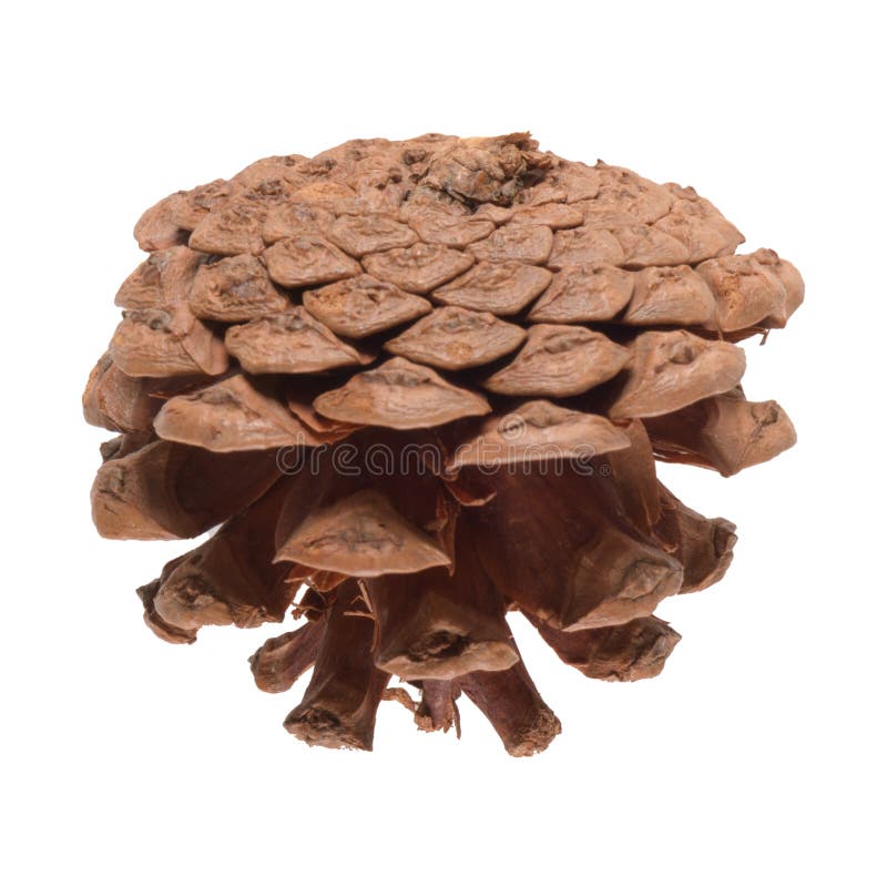 Pine cone stock image. Image of detailed, tree, coniferous - 183791657