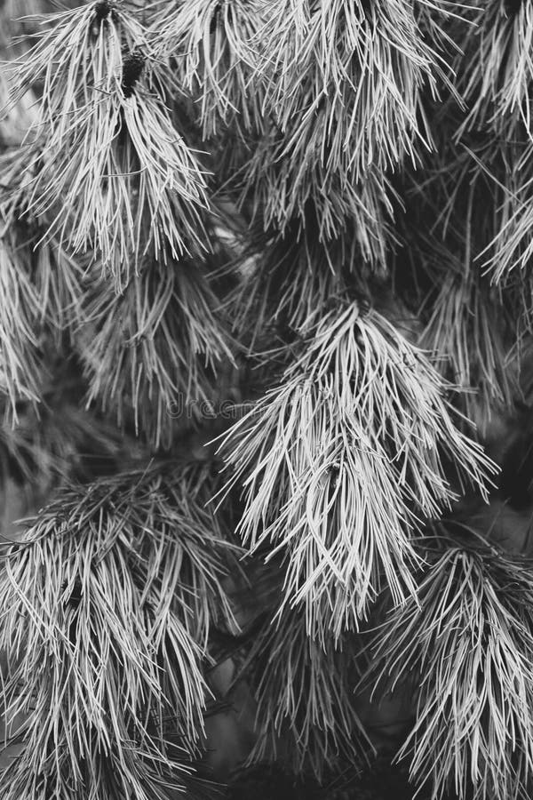 Pine Cone Needle Clusters on Tree, Black and White, Vertical Stock ...