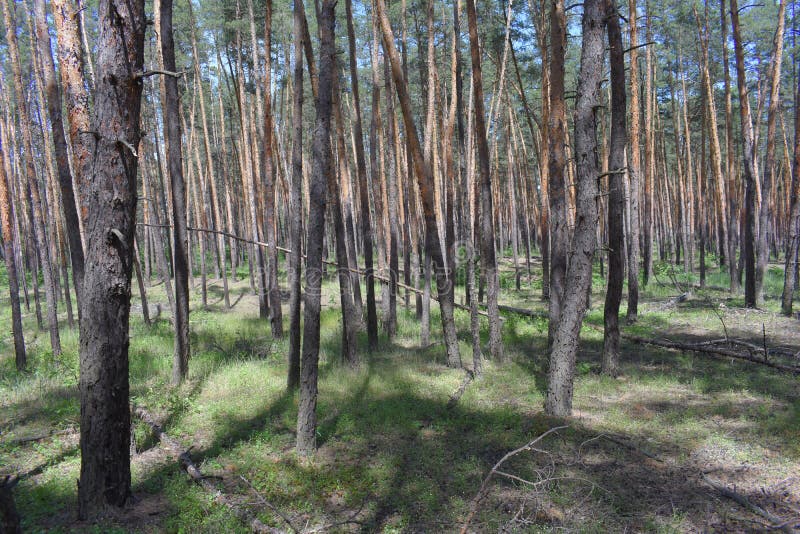 Pine Cone on Needles Carpet in the Pine Tree Forest Stock Image - Image ...
