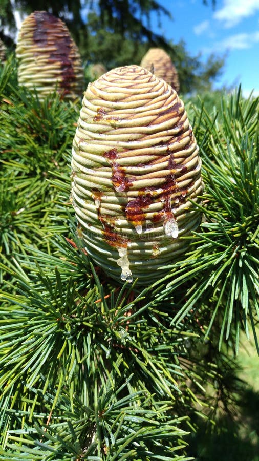 Cedrus Deodara Tree Mostly Known As Cedar With Seed Cones Stock Photo ...