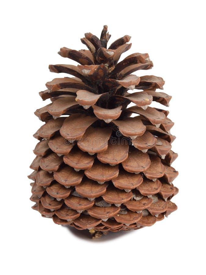 Pine cone one stock photo. Image of tree, cone, decorate - 92463058