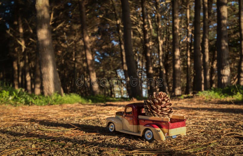 Pickup Pine Cone Stock Photos - Free & Royalty-Free Stock Photos from ...
