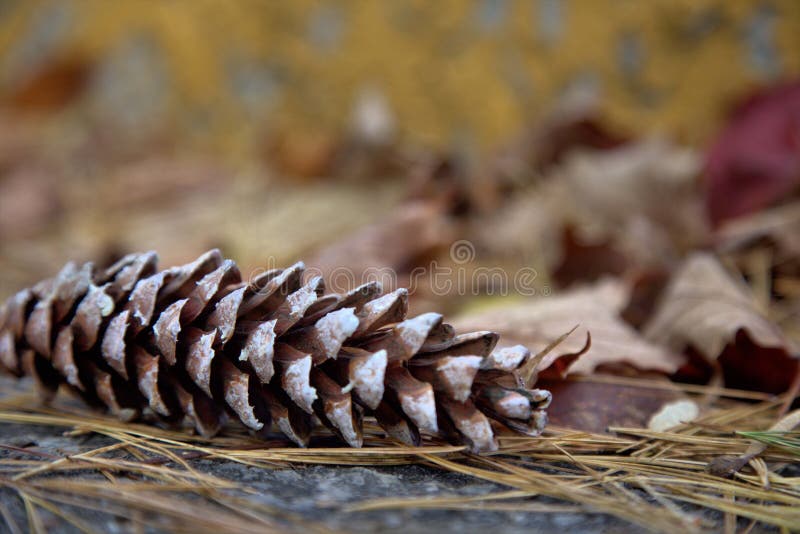 Pine cone stock photo. Image of fall, time, needle, nature - 101959920