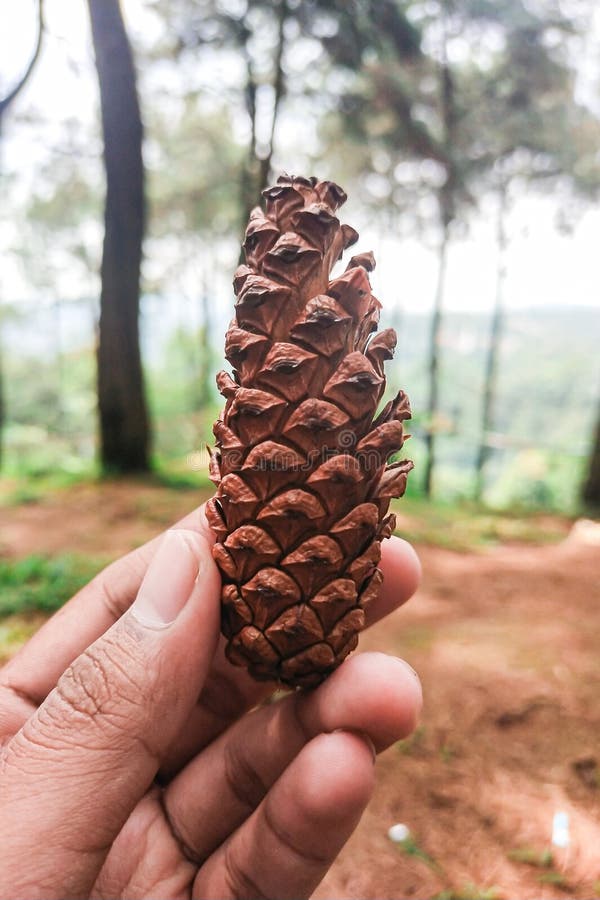 Pine Cone, Pine Flower or Pine Seeds Held in Hand Stock Image - Image of graphic, cone: 318113881