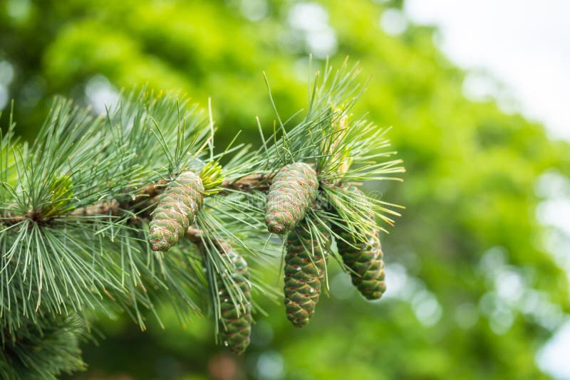 Pine Cone in a Pine Tree at Spring Stock Photo - Image of blurred ...