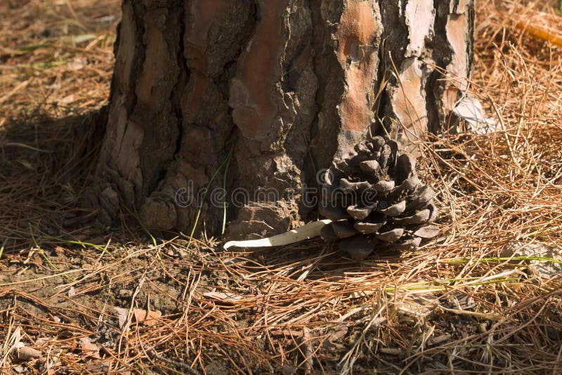 Pine Cone beside Pine Tree Trunk Stock Image - Image of natural, shadow ...