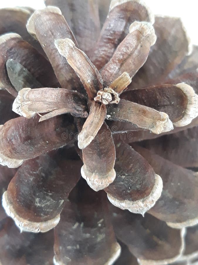 Pine cone stock image. Image of pineapple, close, cone - 137958779