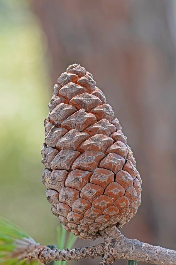Pine Cone, Pinus Brutia, Unopened Pine Cone Stock Image - Image of ...