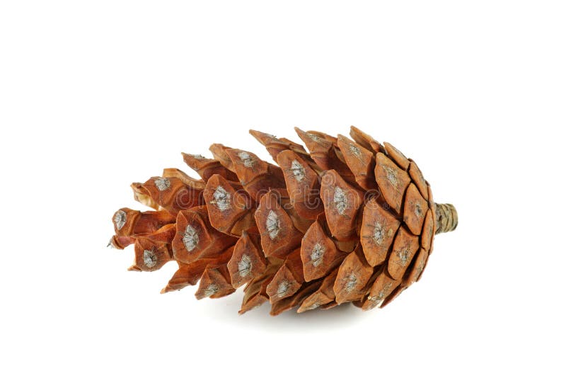 226 Pinus Cembra Stock Photos - Free & Royalty-Free Stock Photos from ...