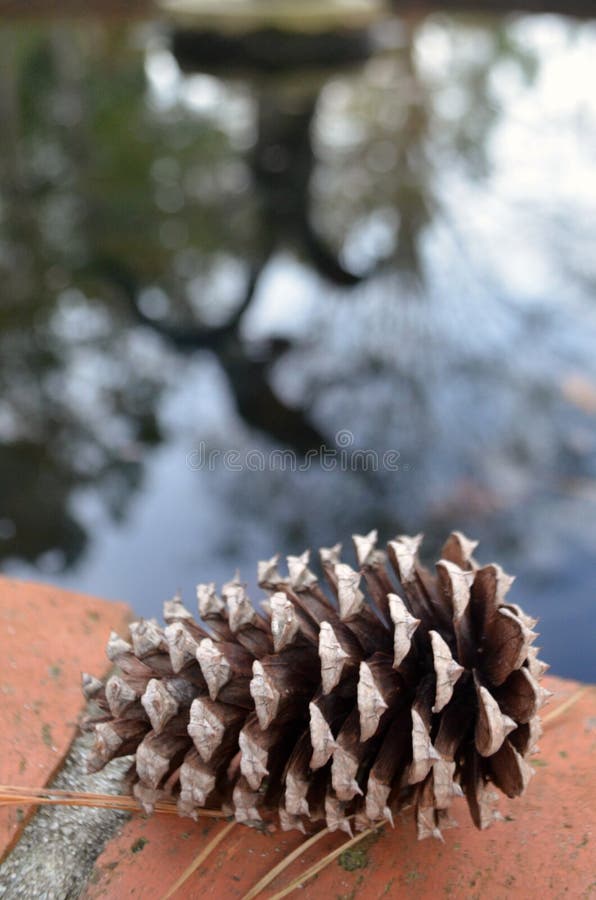 Dianamccall95 - Photographer profile