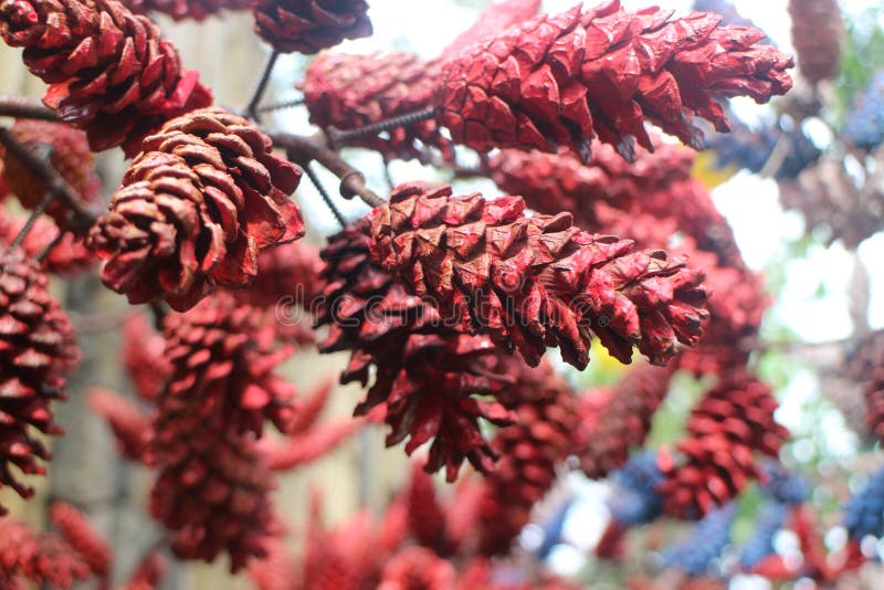 Pine cone in red colour stock image. Image of flower - 249106155