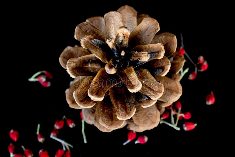 Pine Cone and Red Fruits are Together Isolated on Black Stock Image ...