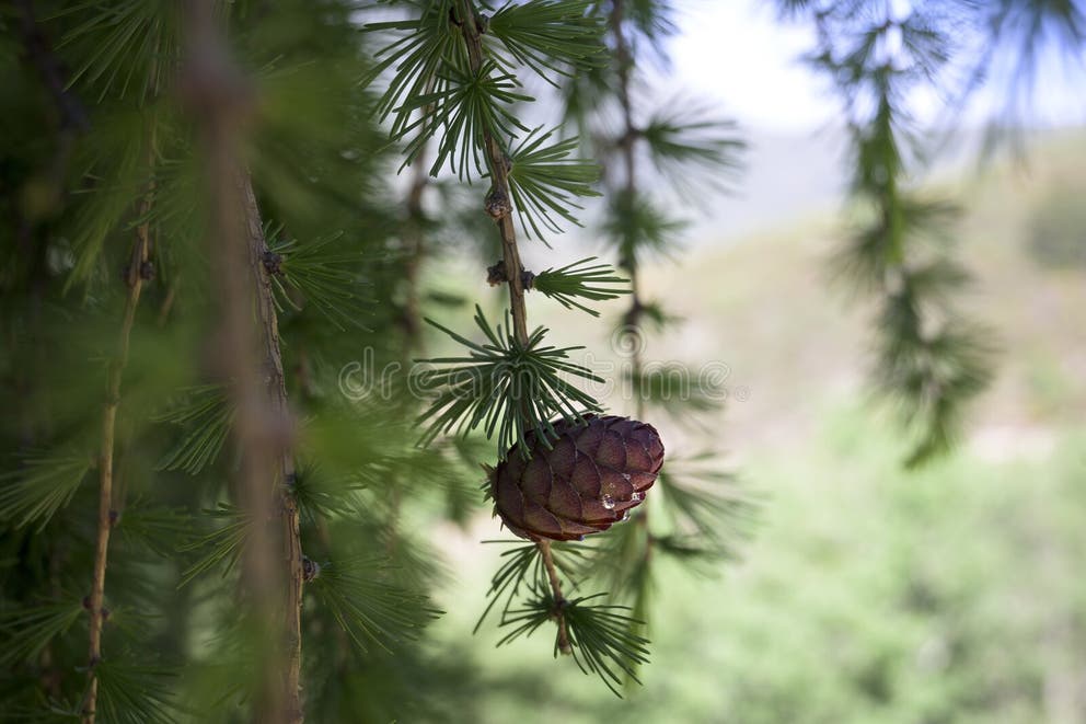 Pine Cone in Resinous Pine Tree with Drops of Isolated Resin in the ...
