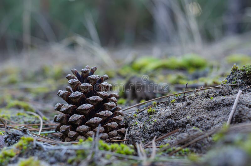 Pine cone in the sand stock image. Image of needle, fall - 173752267
