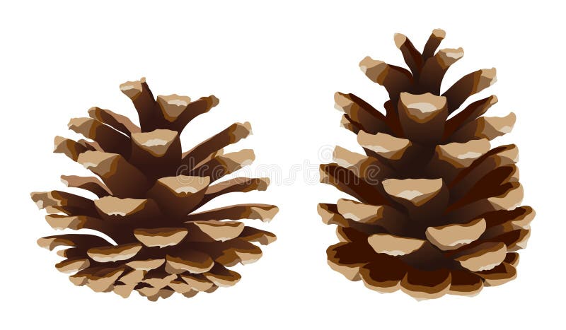 Realistic Conifer Cones Stock Illustrations – 675 Realistic Conifer ...