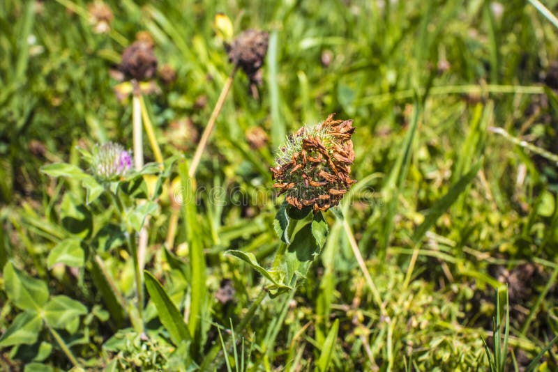 View of a Pine Cone Shaped Plant Brown in Color Editorial Image - Image ...