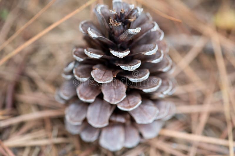 Pine Cone Side View stock photo. Image of tree, macro - 165694302