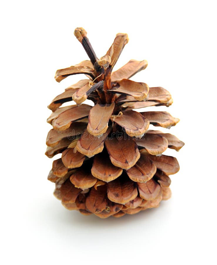 Pine cone stock photo. Image of holiday, cone, decoration - 35149592