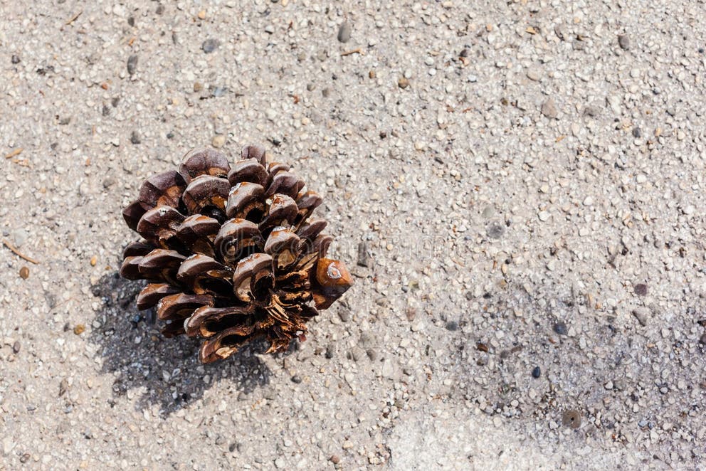 Pine cone stock photo. Image of small, concrete, plant - 31377368