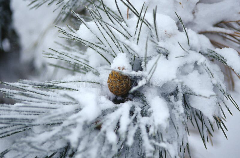 Pine Cone with snow stock photo. Image of tree, pine, christmas - 4655924