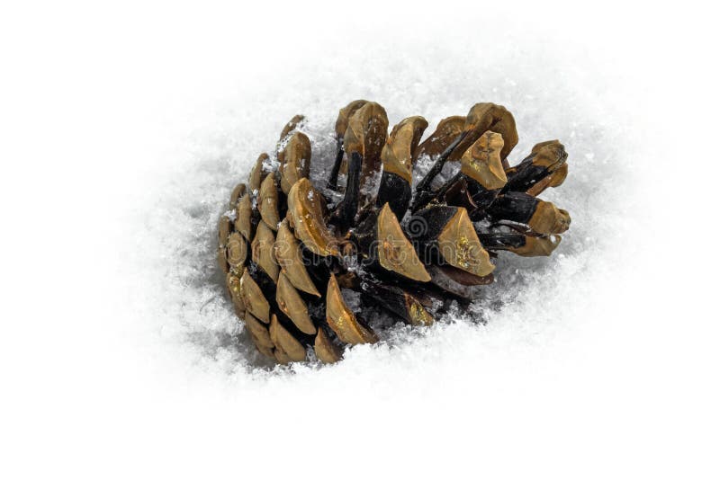 Pine Cone in the Snow stock photo. Image of pine, december - 99504570