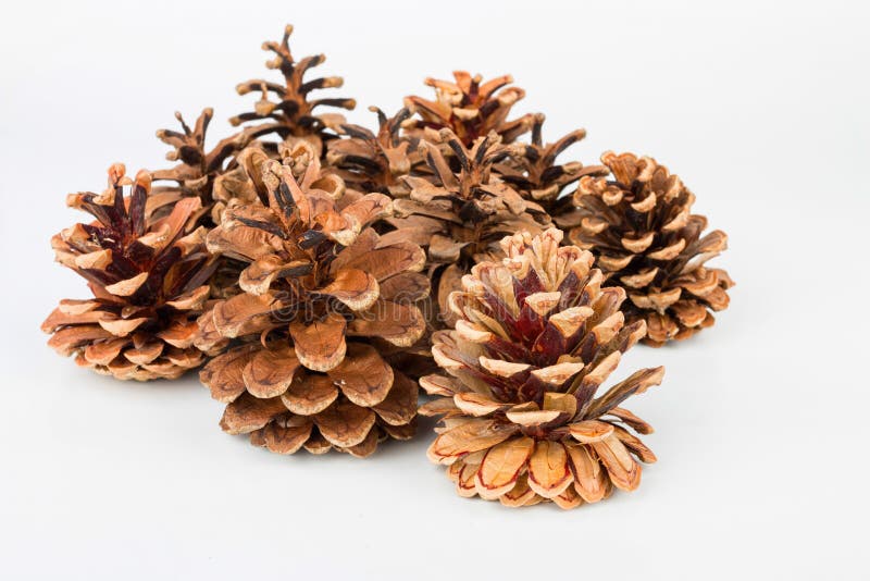 Pine cone. stock image. Image of winter, decorative, design - 60102455