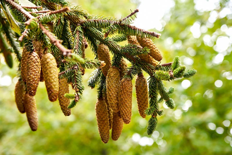 Pine Cone Strobile on the Branch Stock Image - Image of wreath, twig ...