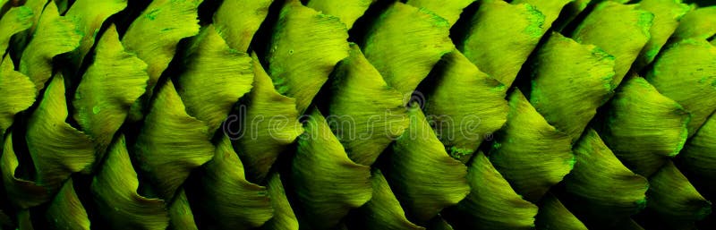 Pine Cone Structure Macro Photo Stock Image - Image of detail, texture ...