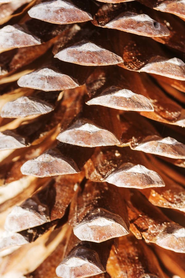 Pine cone structure stock photo. Image of showing, backdrop - 102812092
