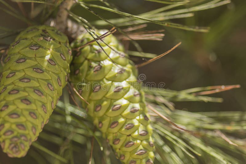 Pine cone structure stock photo. Image of showing, backdrop - 102812092