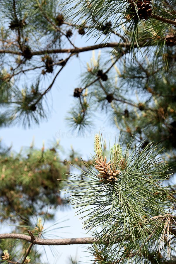 Pine cone stock image. Image of forest, needle, woody - 184105533