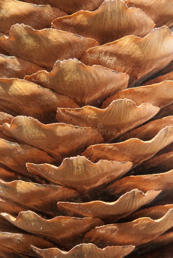 Pine cone, the texture stock photo. Image of cedar, scale - 22261580