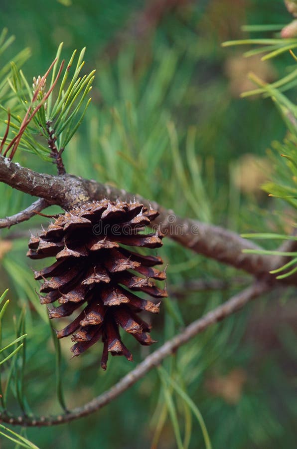 Pine Cone on TRee stock photo. Image of spiny, seed, evergreen - 28946300