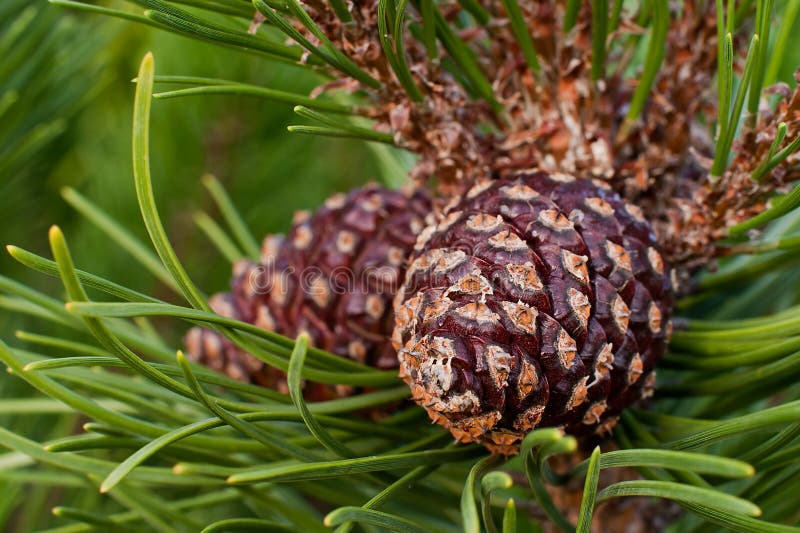 Pine cone stock photo. Image of celebration, nature, object - 32490550