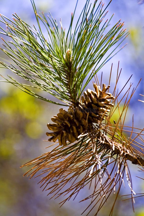1,300+ Pine cone tree Free Stock Photos - StockFreeImages