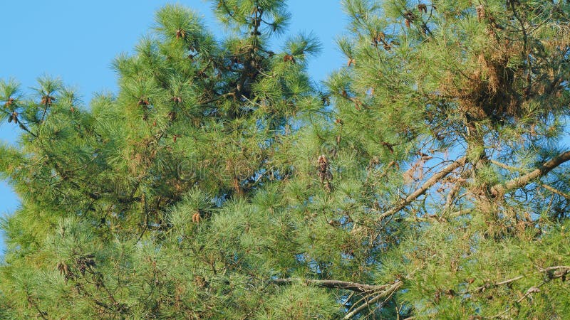 Pine Cone on a Pine Tree. Pine Cone and Branches. Green Needle Pine ...