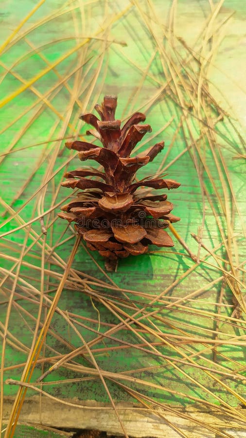 Pine Cone Tree Coulter Fruit Falling on a Pile Stock Image - Image of ...
