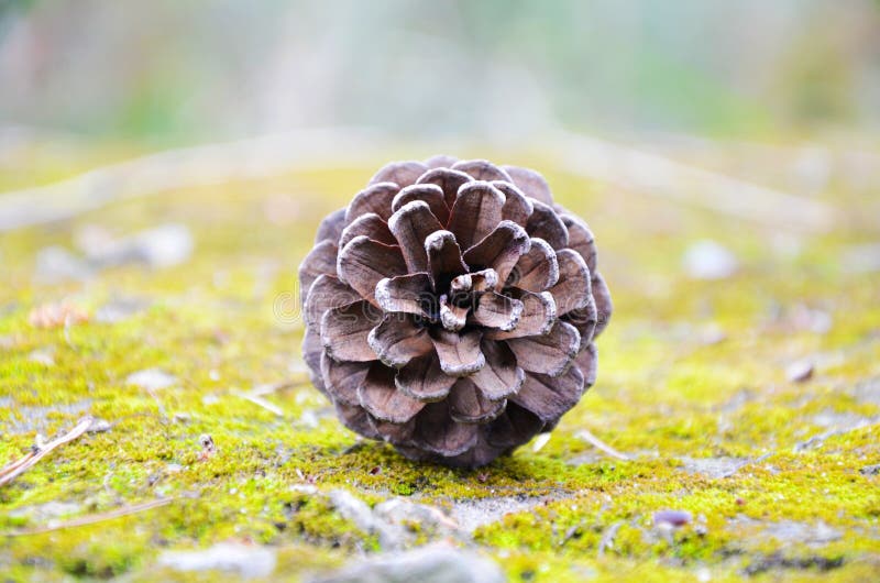 The Pine Cone of Tree Fall To Green Slate Stock Image - Image of pineal ...