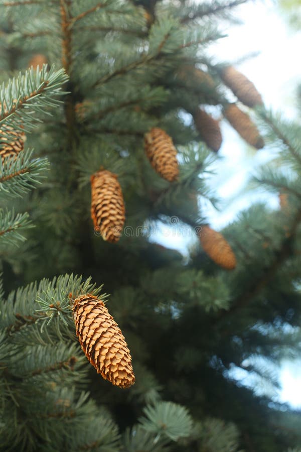 Pine cone on the tree stock image. Image of design, beech - 244303741