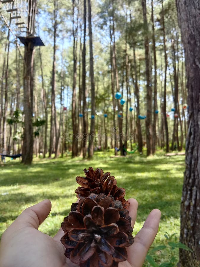 Pine Cone, Tree Pine and Pine Forest Tour Stock Image - Image of pine ...
