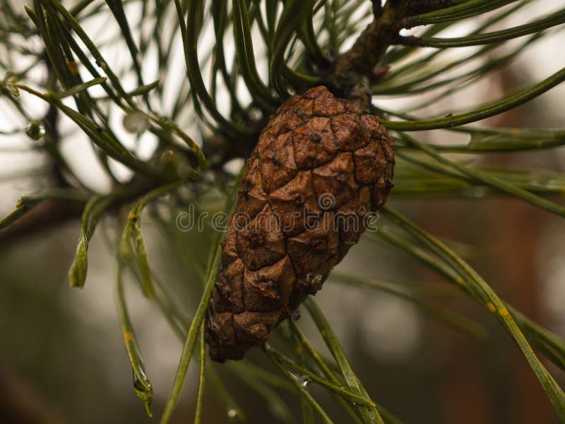 Pine Cone at the Tree Macro Close Up Stock Image - Image of plant ...