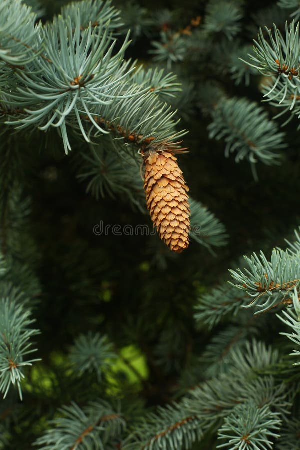 Pine cone on the tree stock image. Image of beauty, color - 244303731