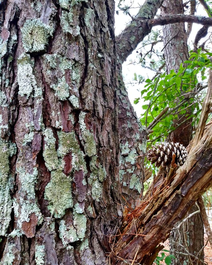 Pine Tree Trunk Branches Pibecones Needles Sky Stock Photo - Image of ...
