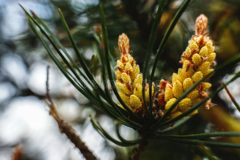 Pine Cone on a Twig Christmas Tree Spikes Stock Photo - Image of macro ...