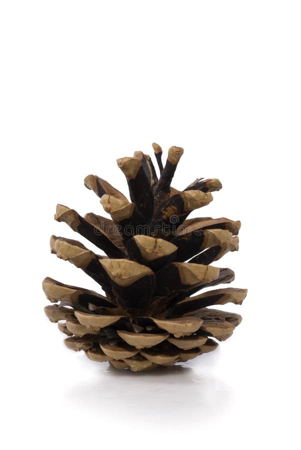 Pine Cone on White Background Stock Photo - Image of decoration, shot ...