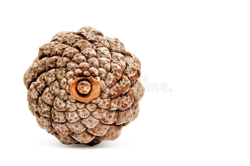 Pine Cone on a White Background Stock Image - Image of evergreen ...