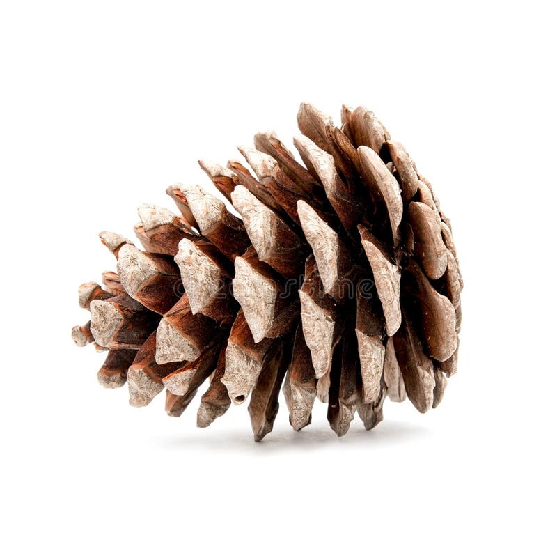 Pine Cone on a White Background Stock Image - Image of brown, macro ...