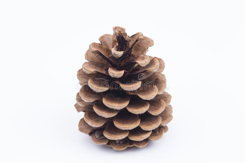 Pine Cone on White Background Stock Photo - Image of background, pine ...